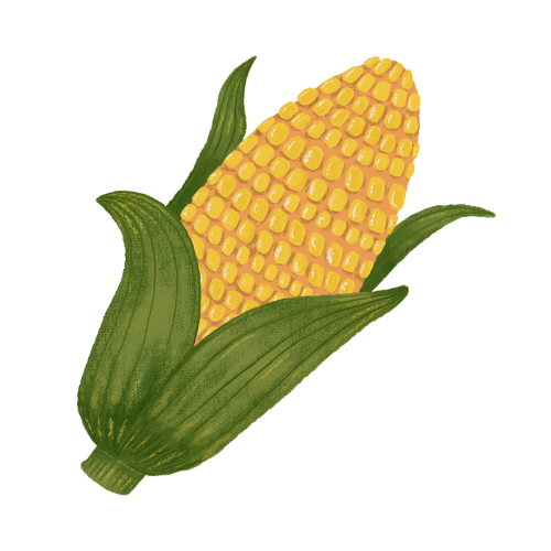 Corn Crop Solutions – NewFields Ag