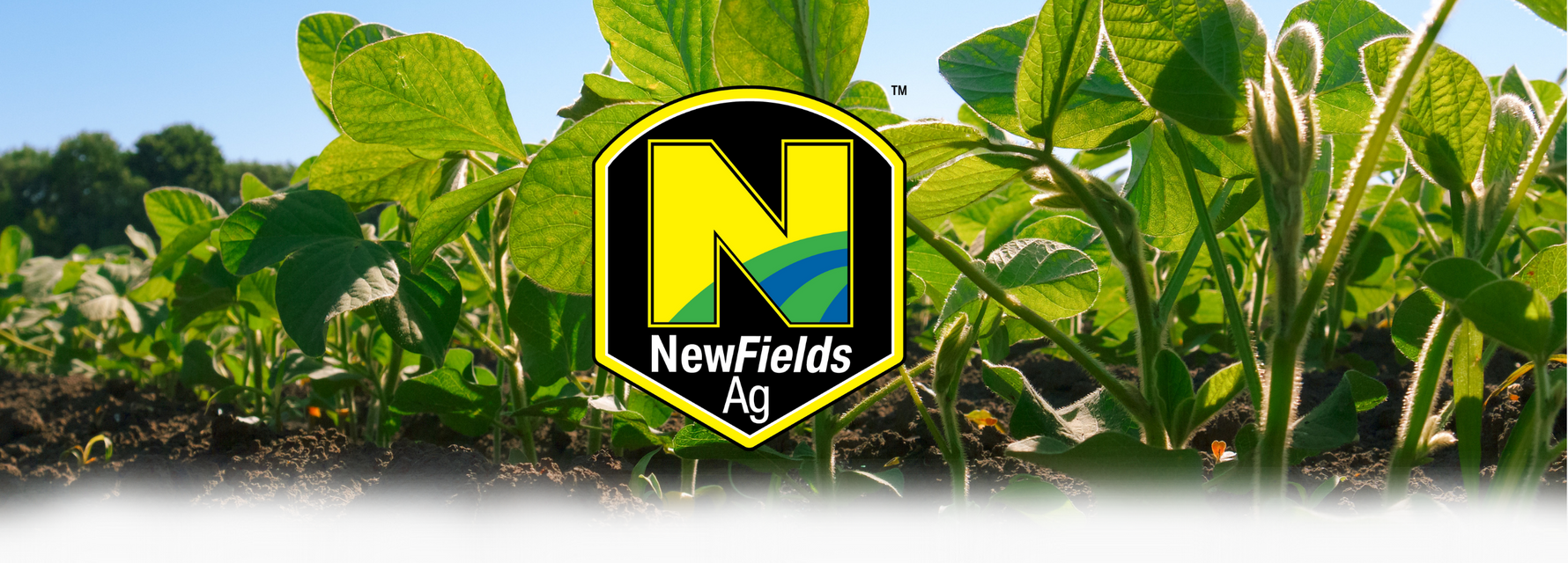 Soybean Crop Solutions – NewFields Ag